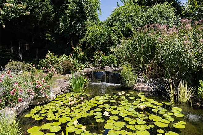 Ecosystem Pond Guide: Have Clear Water With Less Work