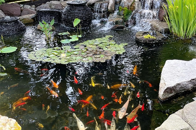 Different Types Of Fish Ponds Fish Population Management