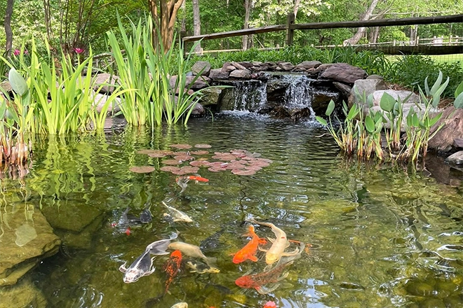 Every Koi Pond Owner Wishes They Read This Pond Guide First